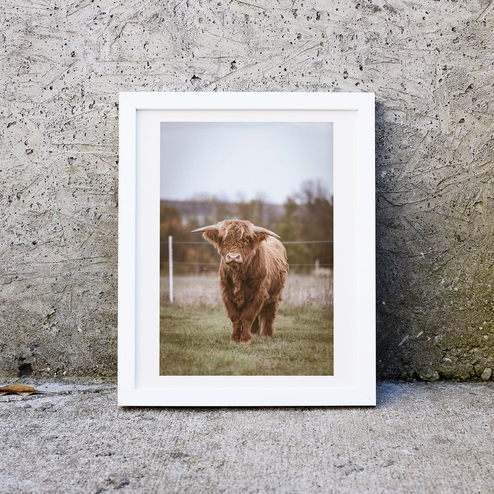 Framed Set of 3 prints highland cow print gallery wall art set ...