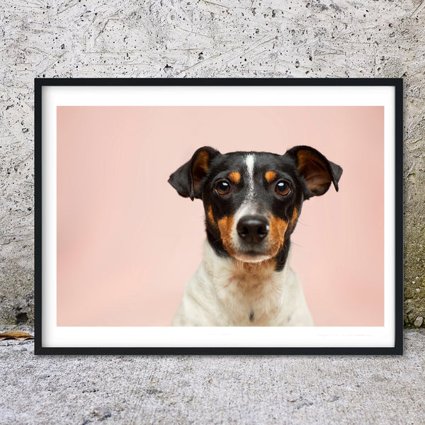 Jack Russell photography print - LelloLiving